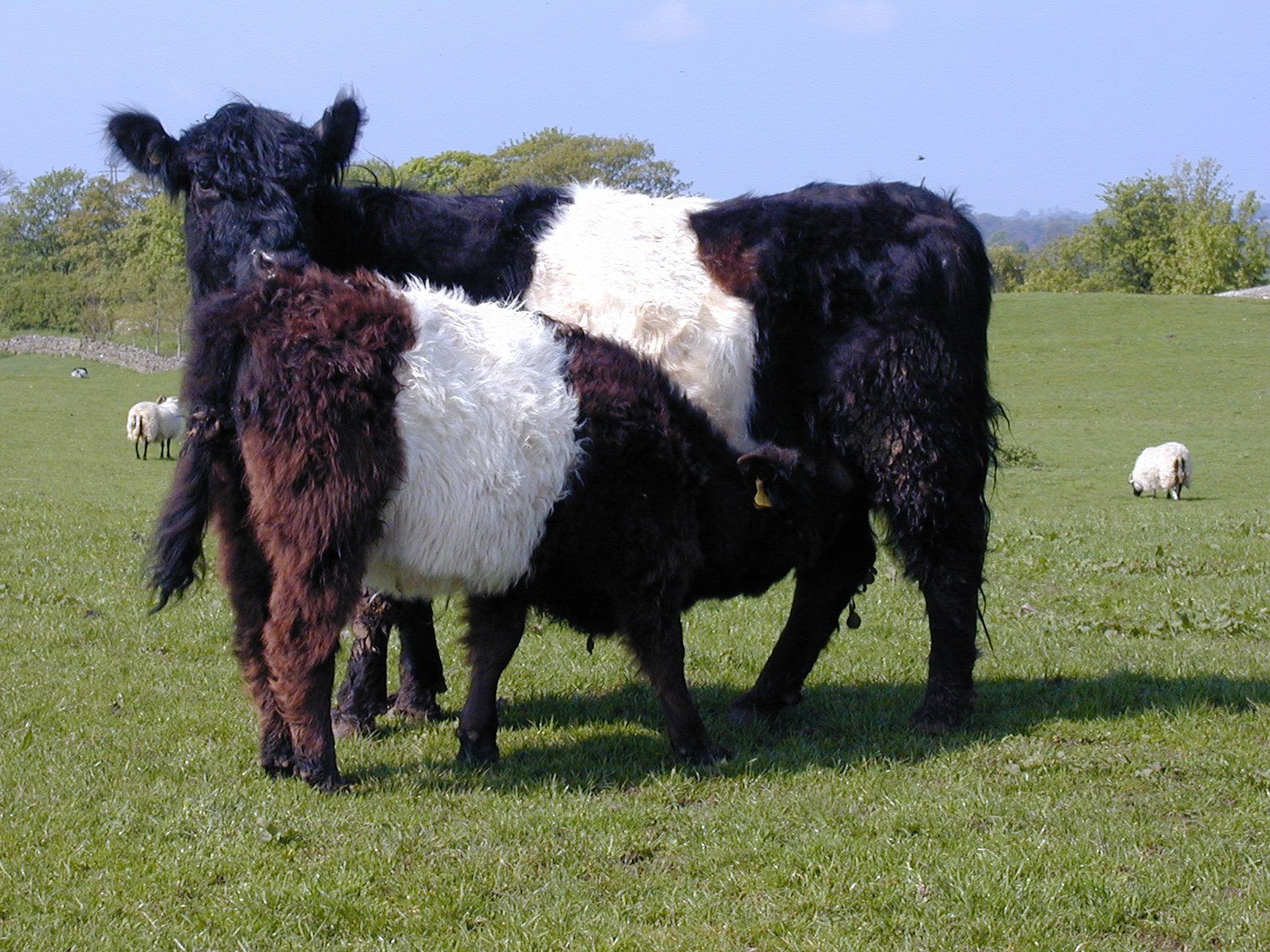 Askerton Castle Estate Organic Meats - Hexham Farmers Market